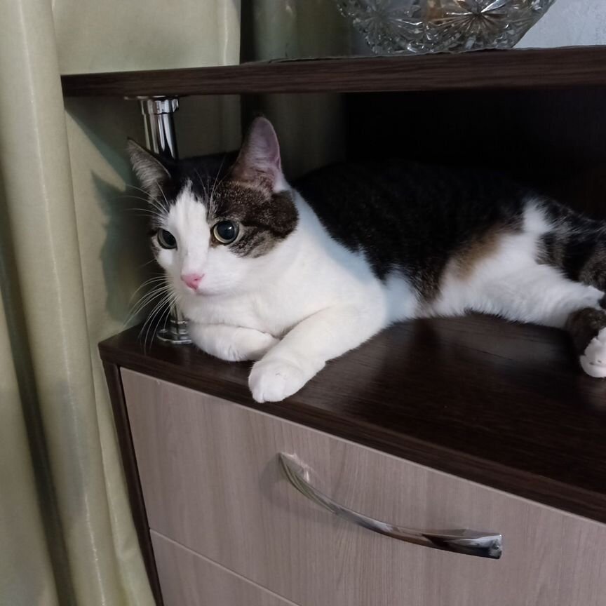 Отдам бесплатно кошку стерилизованную