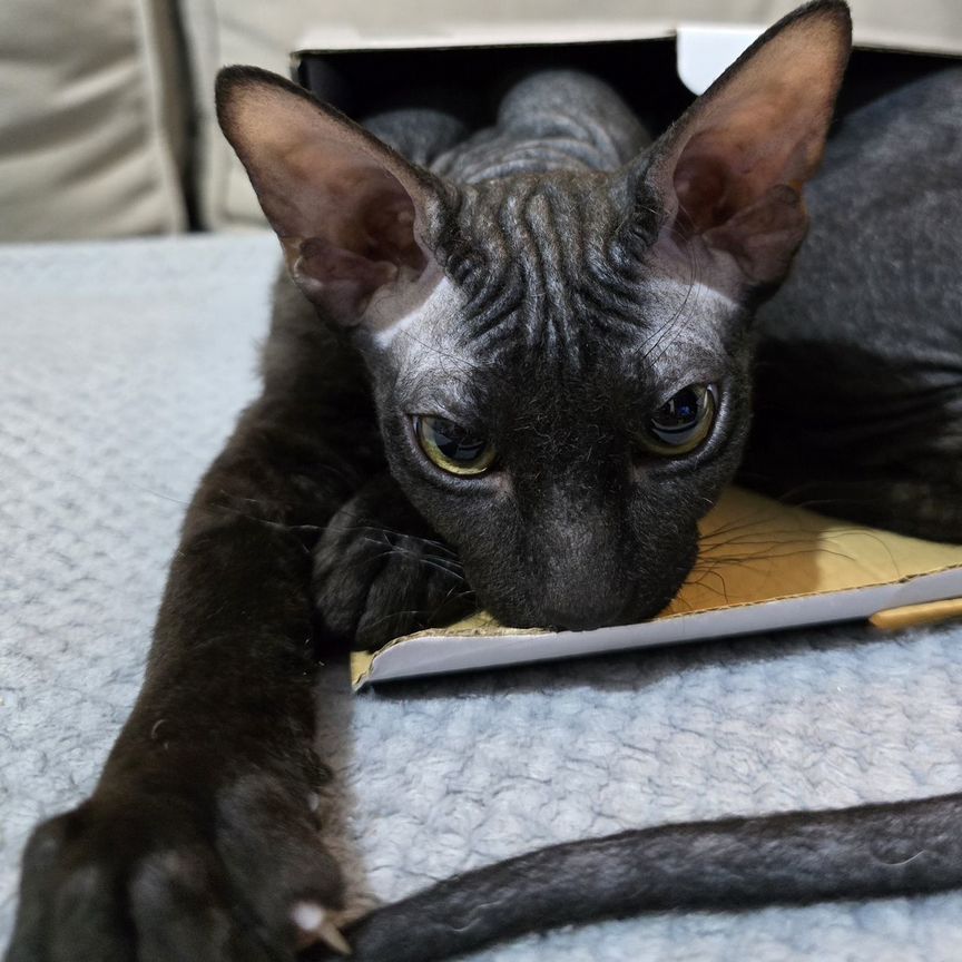 Донской сфинкс, взрослый кот