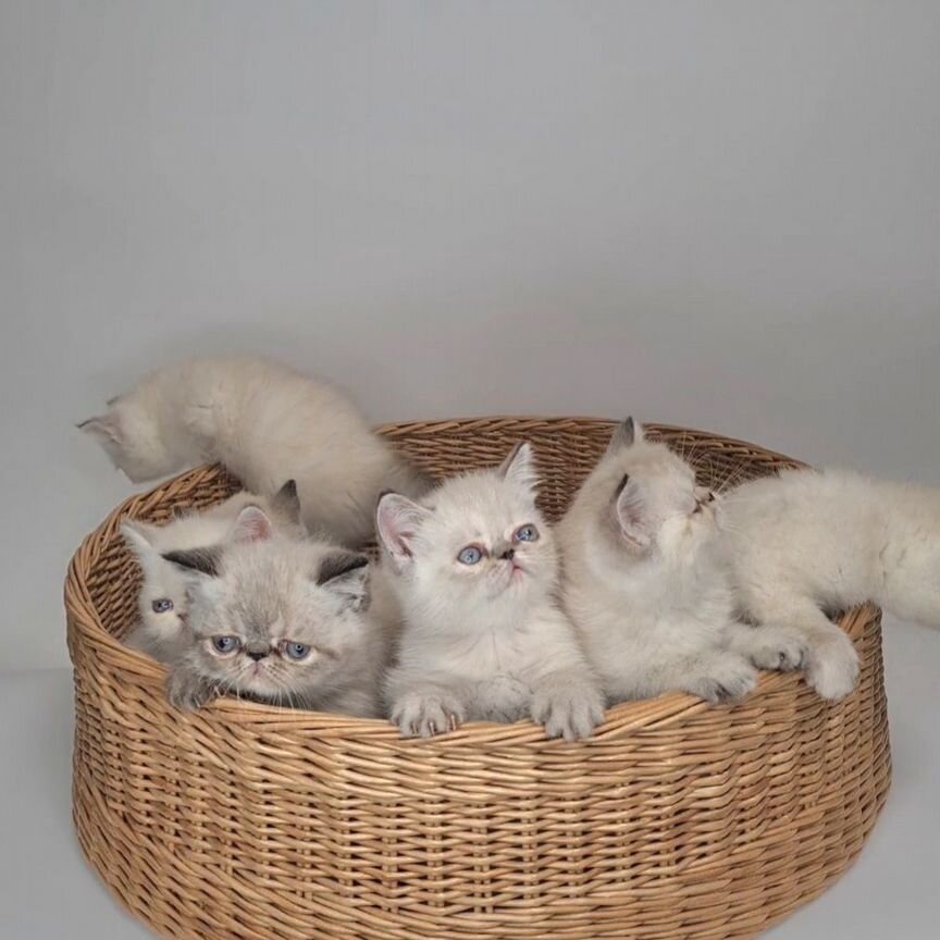 Котята Экзоты