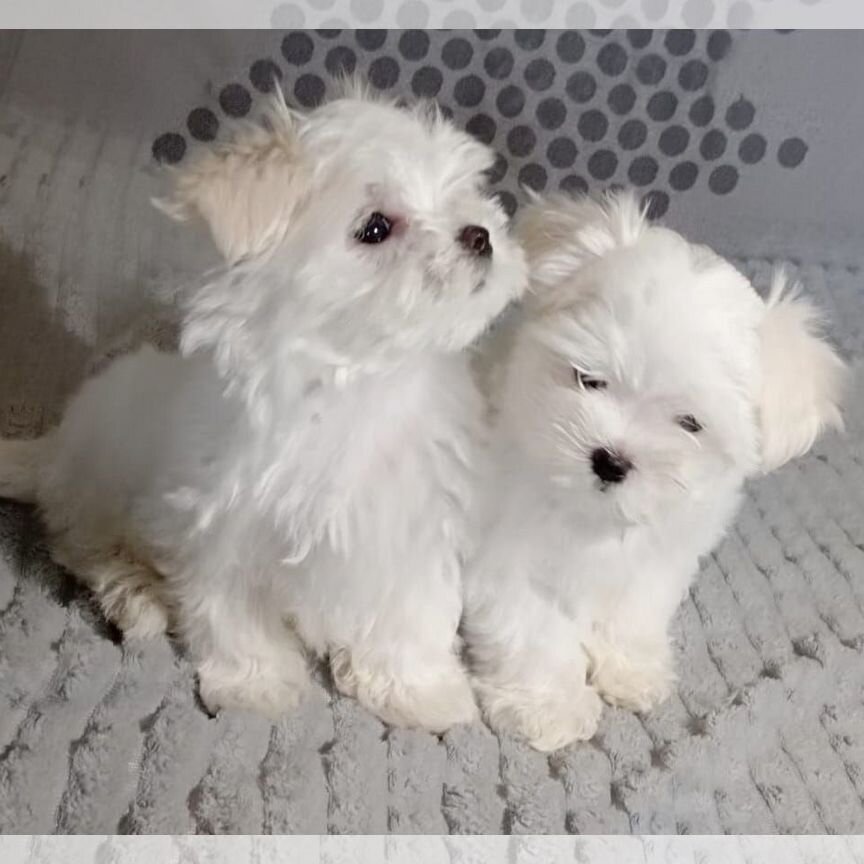 Щенки мальтезе