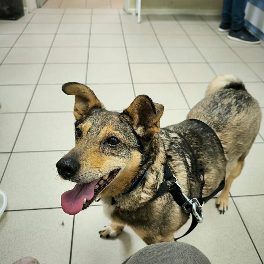 Ласковая собачка тоскует в приюте