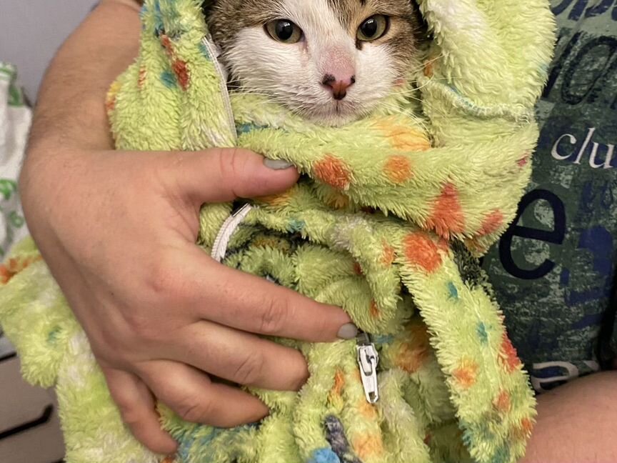 Очень ласковый котенок-подросток