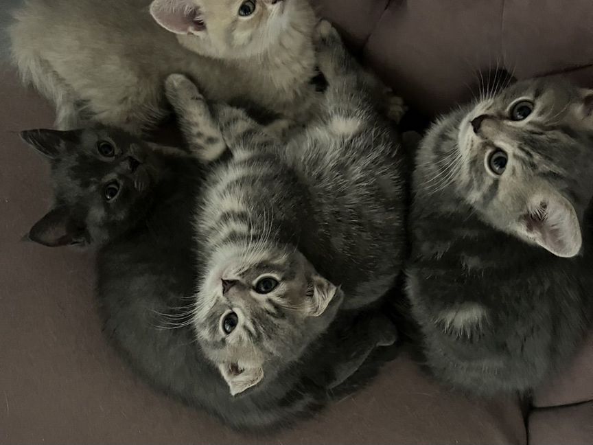 Кошка