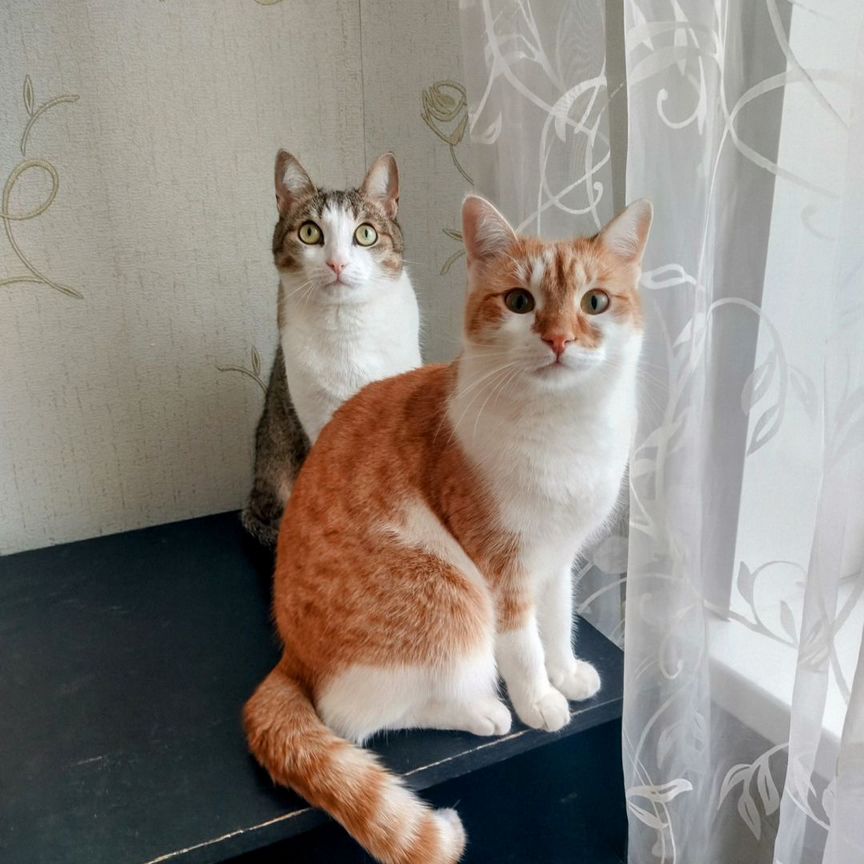 Молодой котик Риччи