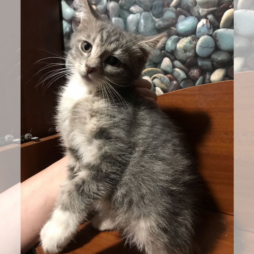 Котёнок в добрые руки