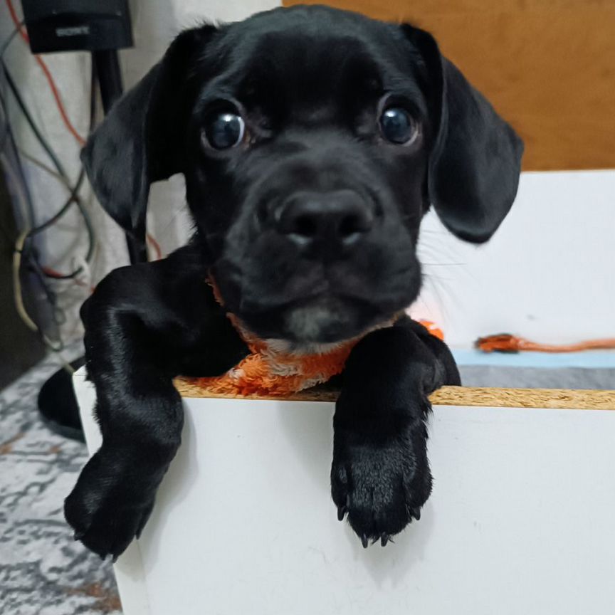 Французский бульдог, щенок