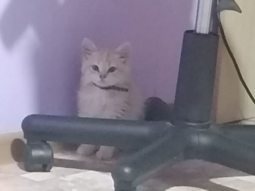 Кошечка, самая обычная