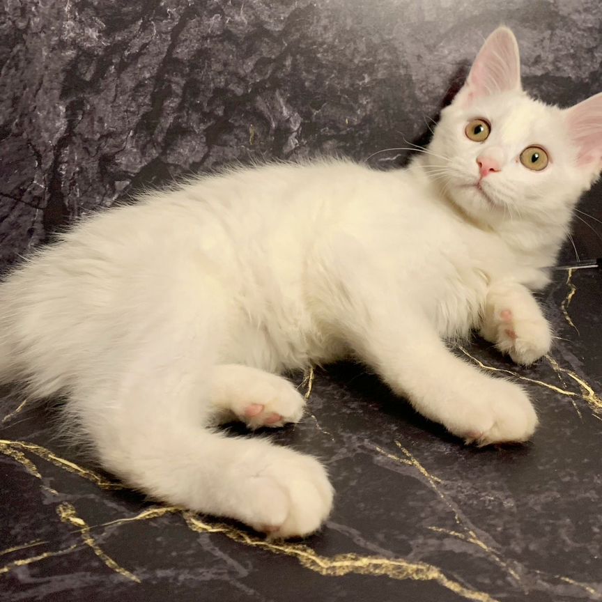 Снежная королева