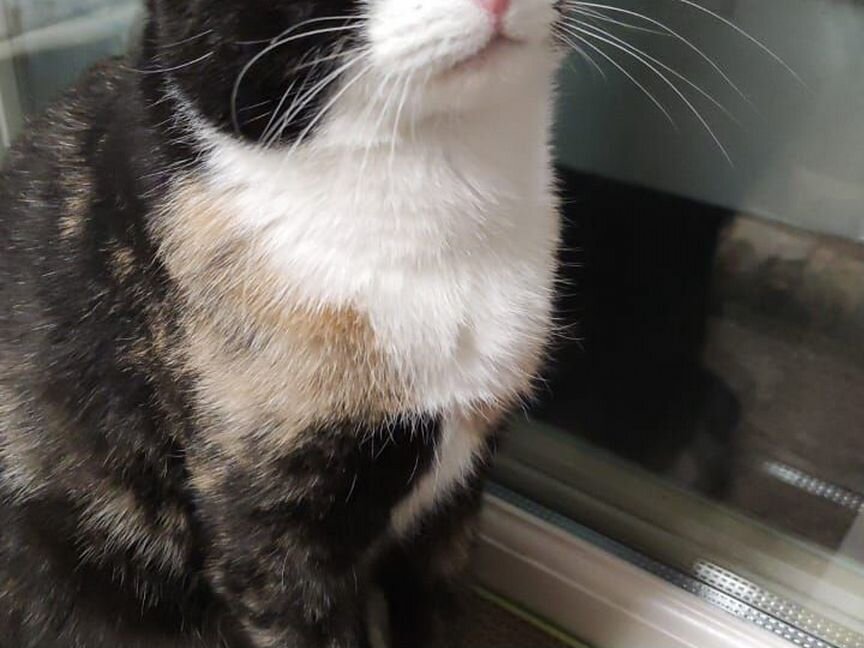 Кошка ищет дом