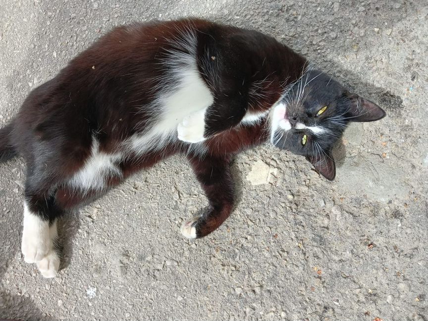 Кот