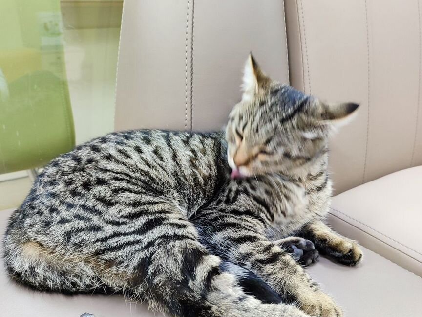 Найден котик