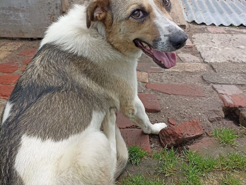 Ляле нужен дом