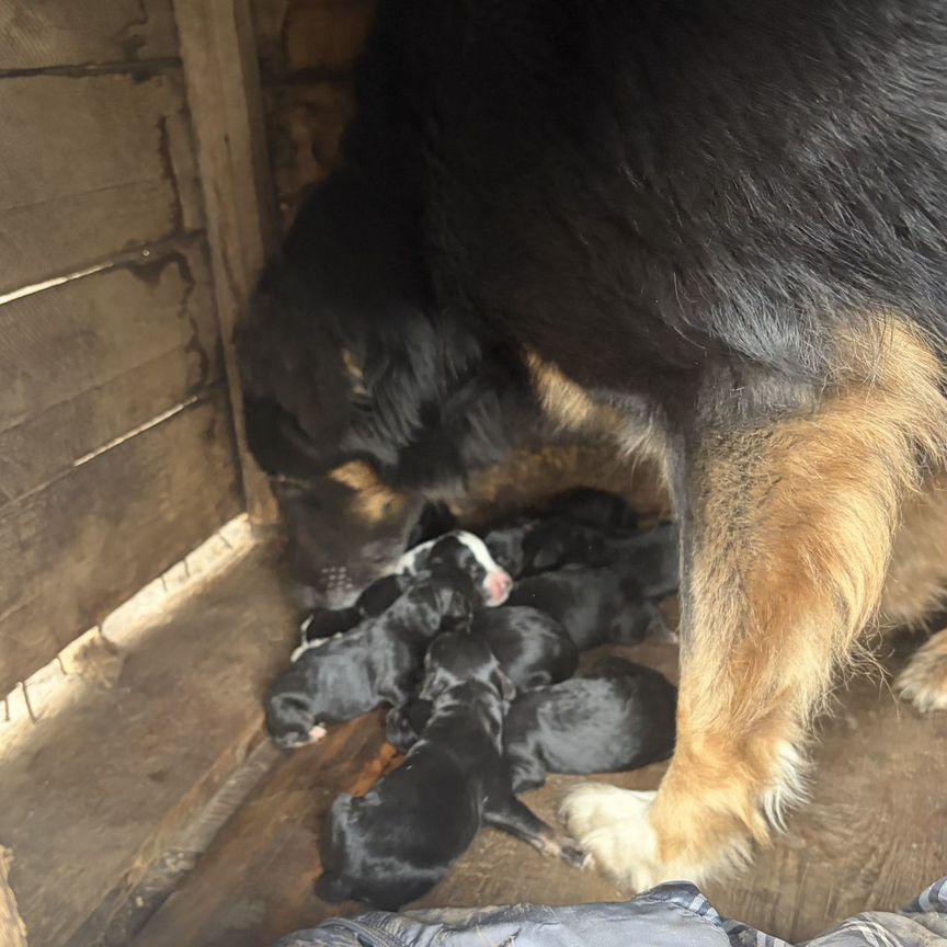 Немецкая овчарка, щенок