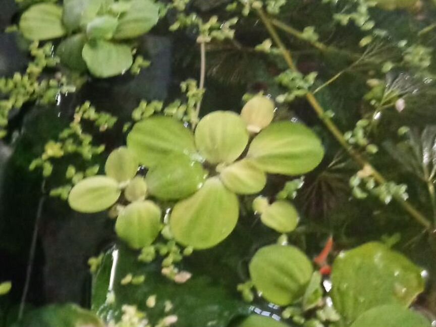 Ряска и пистия для аквариума