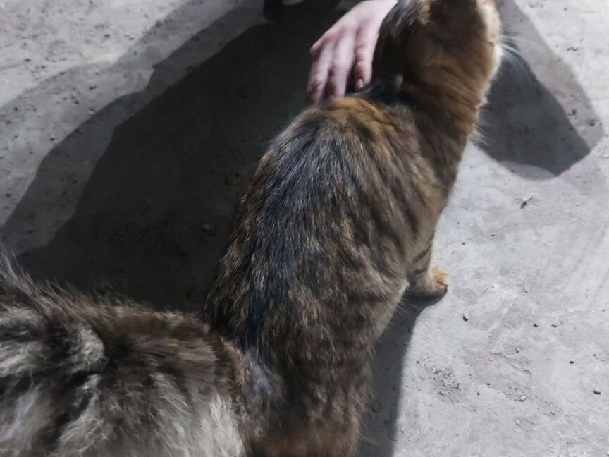 Кошка котёнок в добрые руки