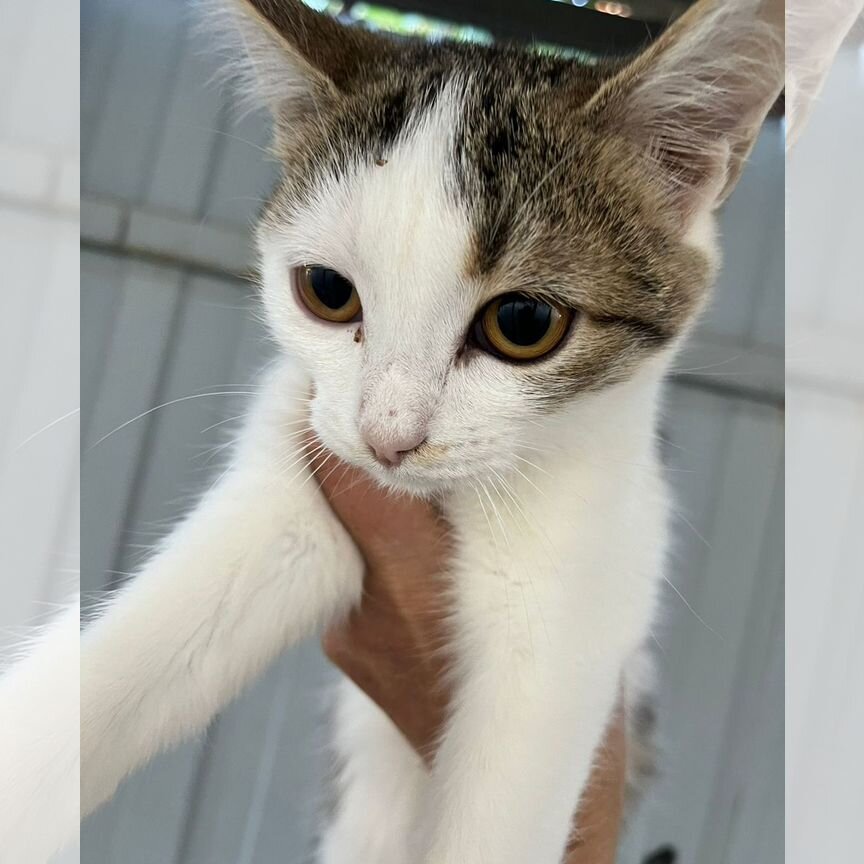 Котенок привитая милота