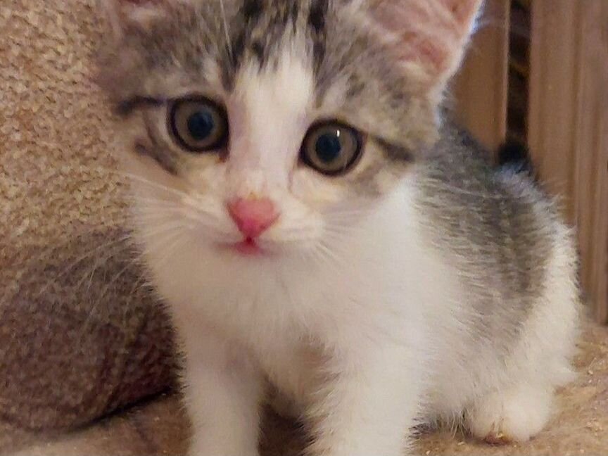 Котёнок девочка весёлая милая добрая