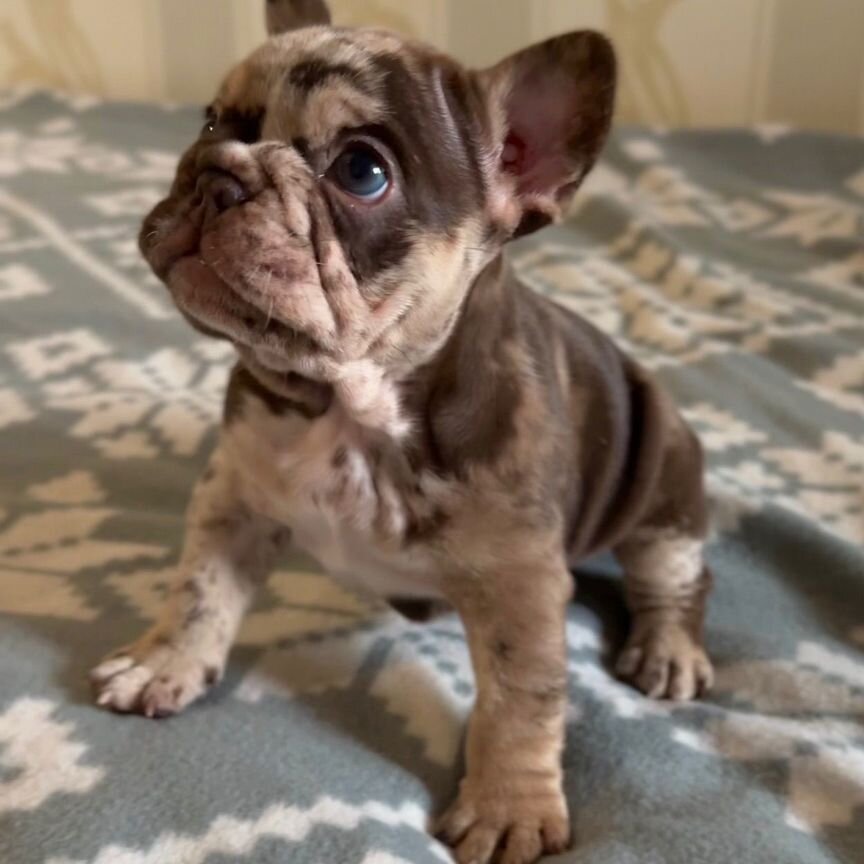 Французский бульдог, щенок