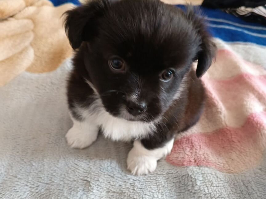 Маленькая комнатная собачка