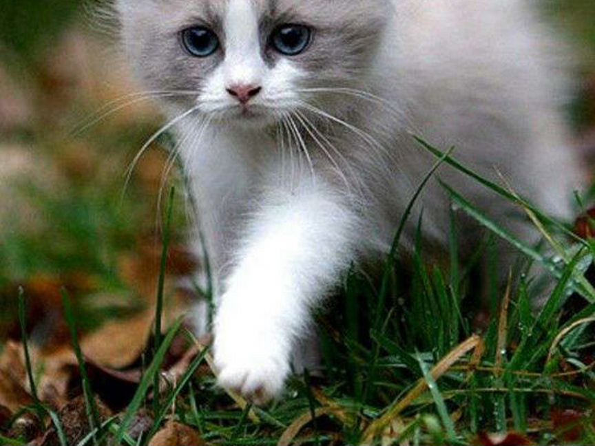 Разные котята