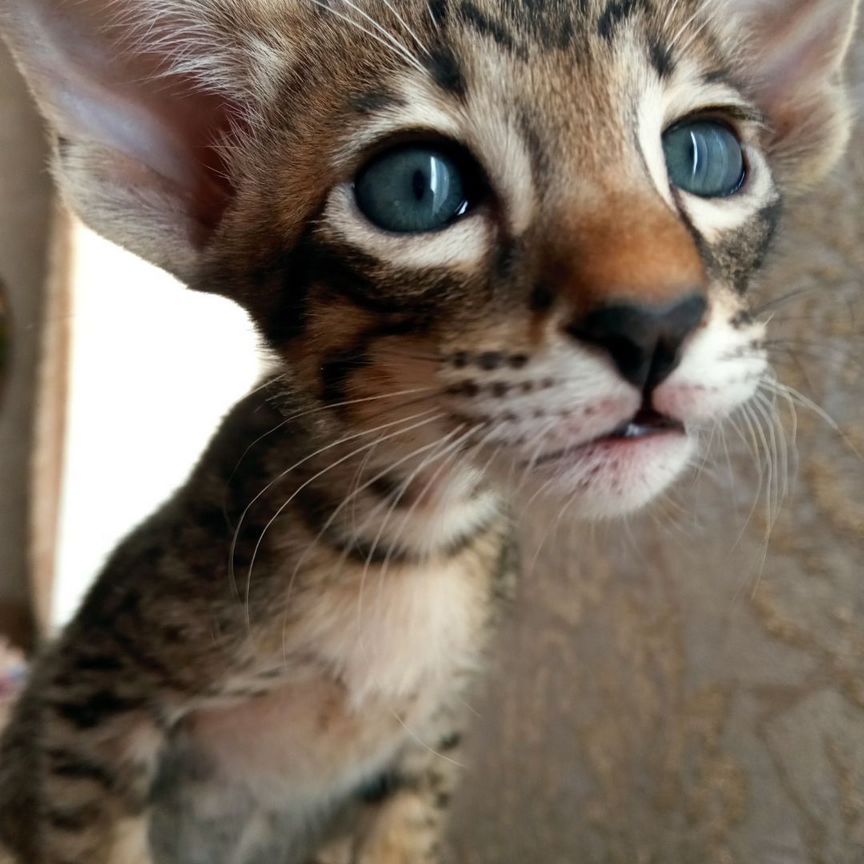 Ориентальные котята