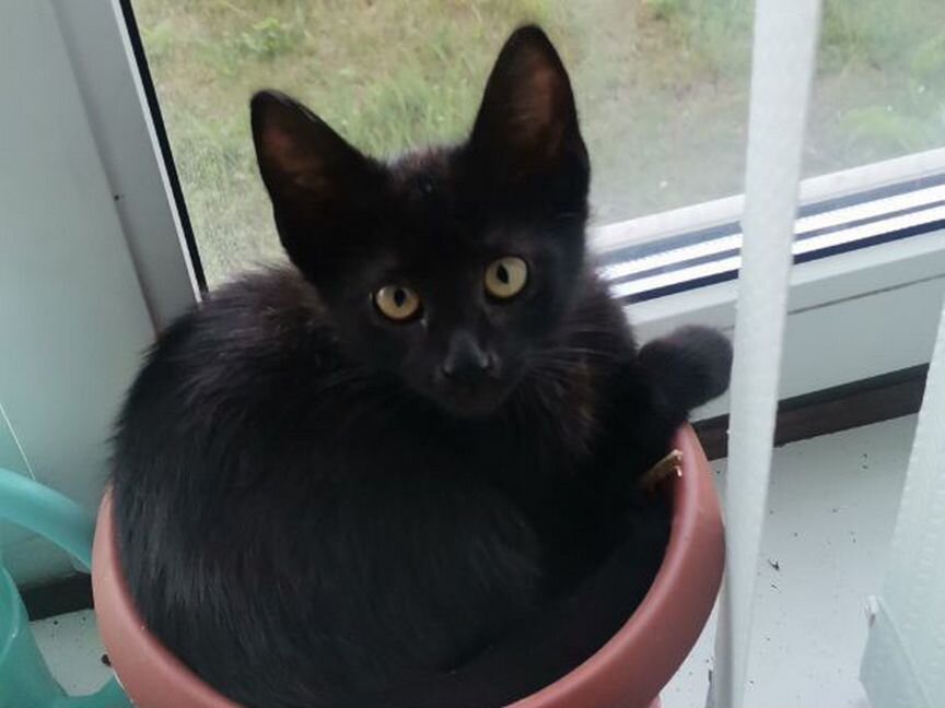 Котята в добрые руки бесплатно девочка