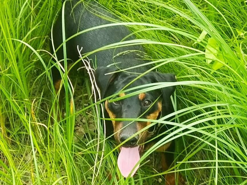 Вязка ягдтерьер гладкошерстный