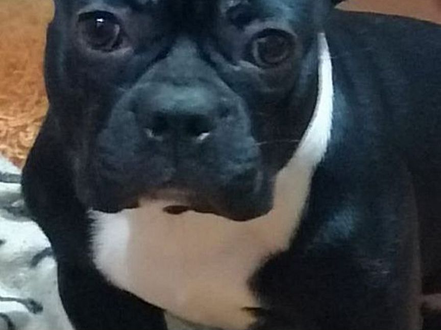 Французский бульдог