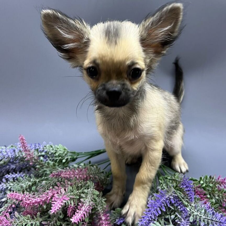 Чихуахуа мальчик
