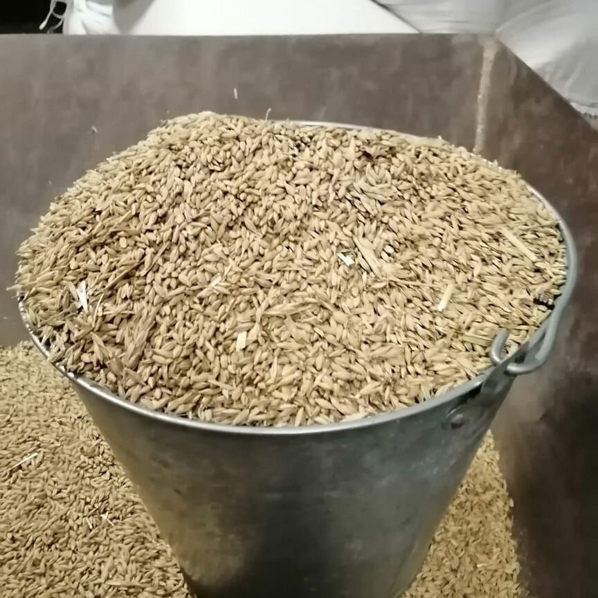 Пшеница и ячмень нового урожая