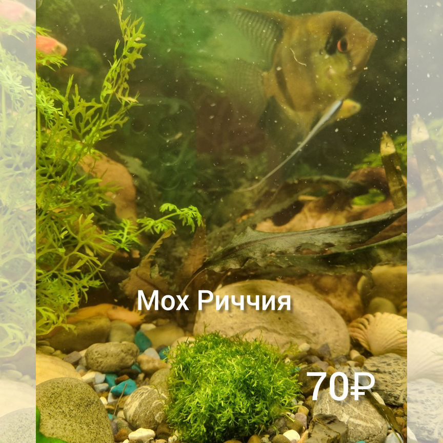 Мох Риччия