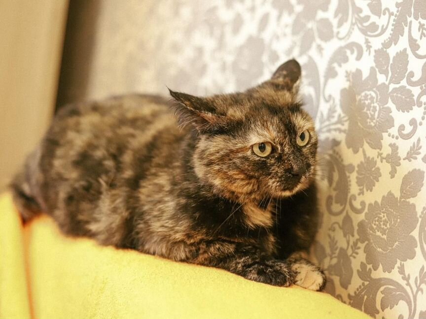 Кошечка трехцветная в добрые руки