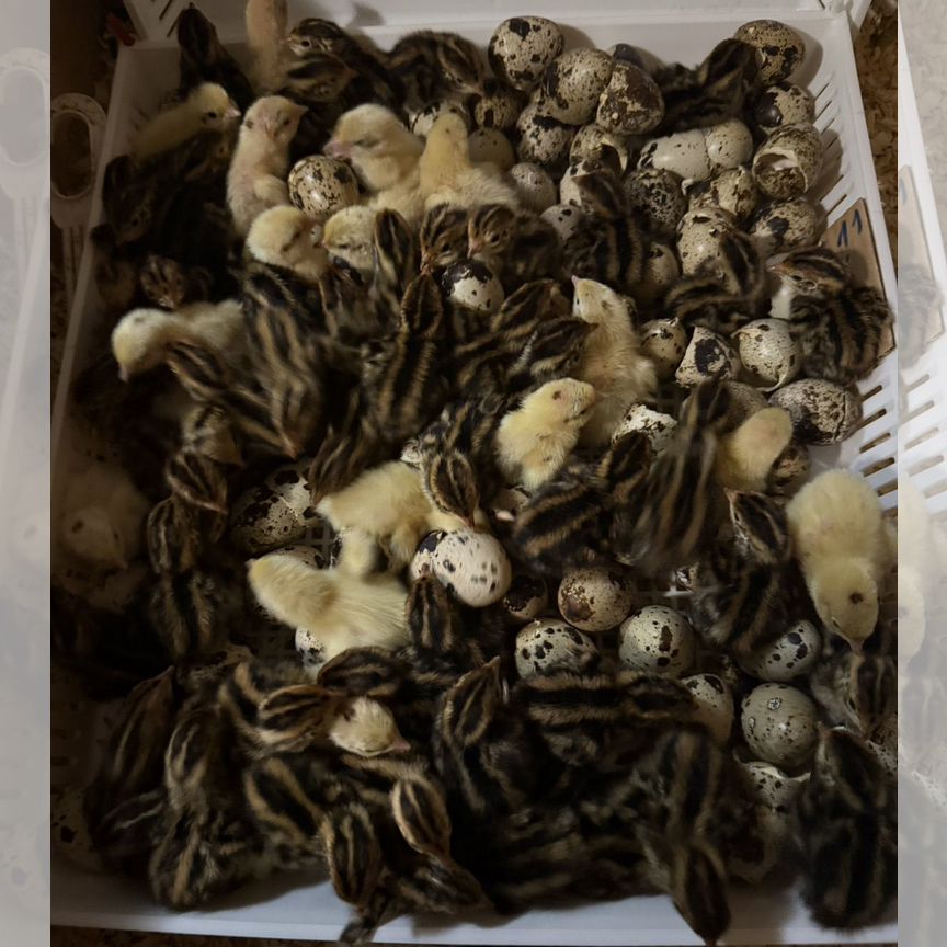 Цыплята суточные, перепелята