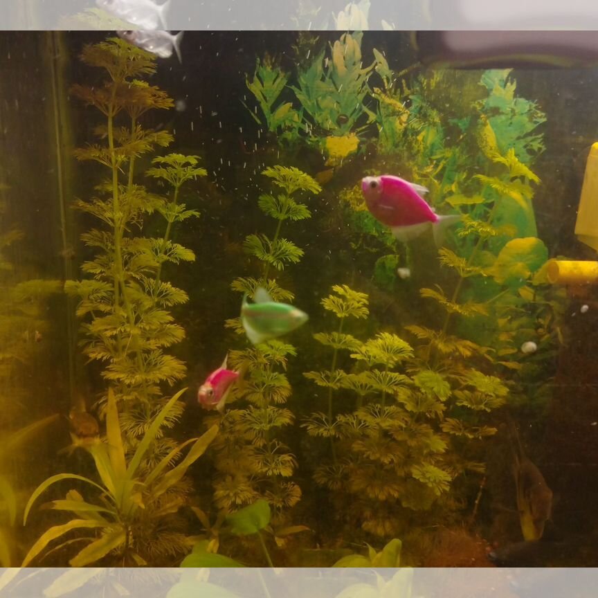 Кабомба аквариумные растения