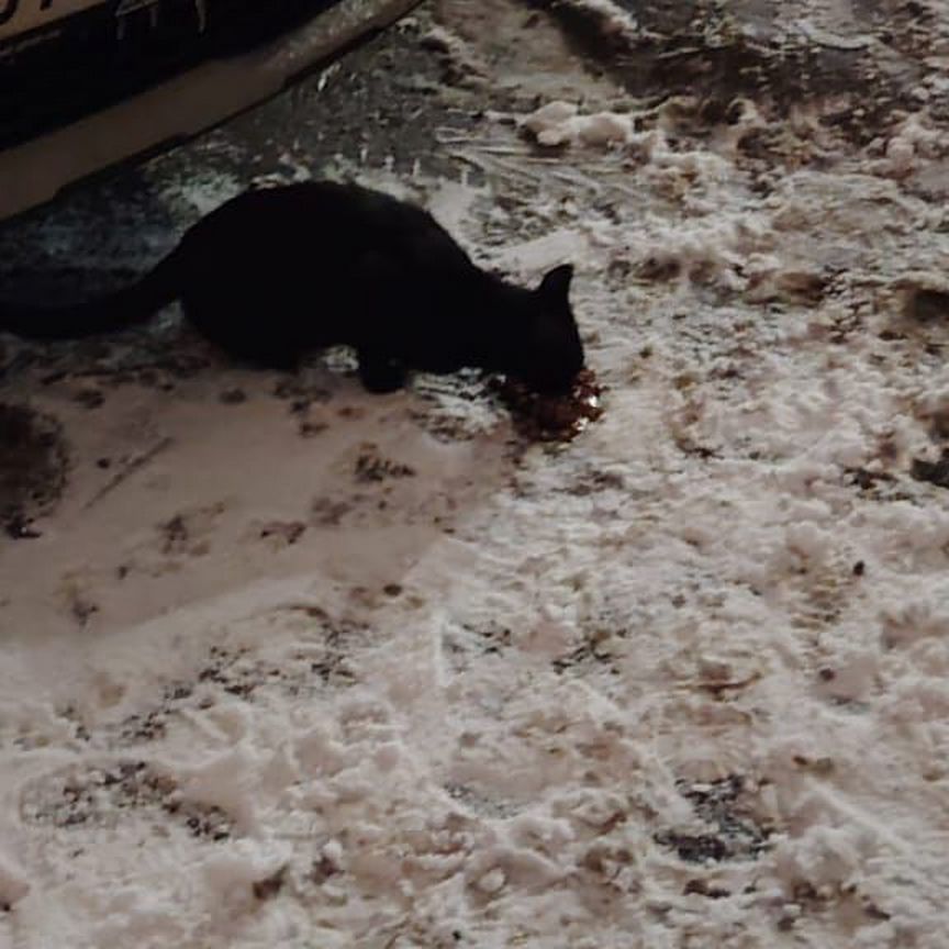 Котята в добрые руки бесплатно