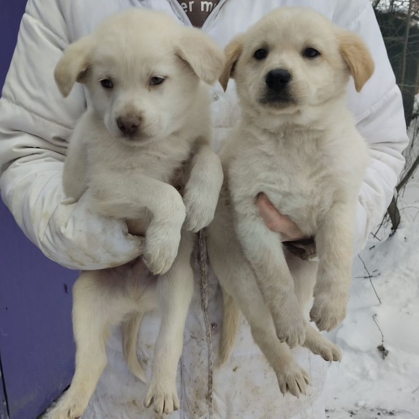 Щенок от частного владельца