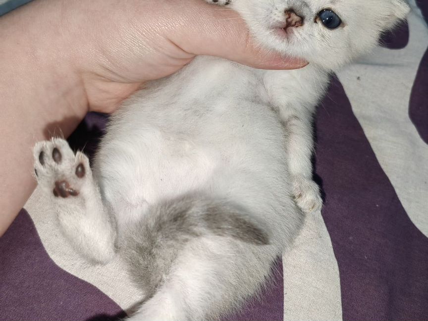 Котятки