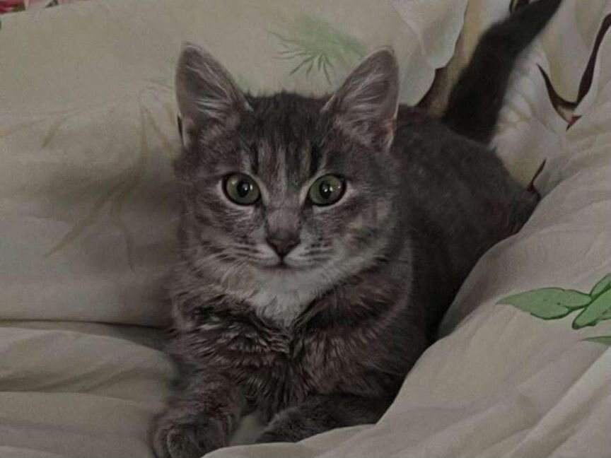 Очень ласковая кошка в дар