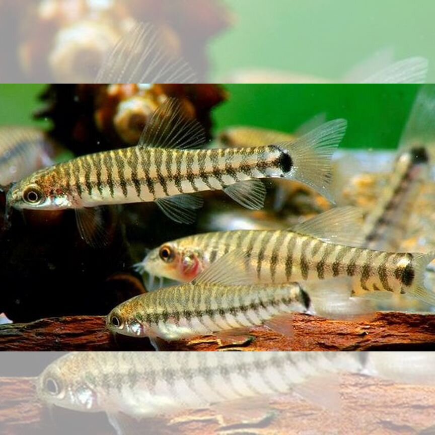 Боция карликовая полосатая (Yunnanilus cruciatus)