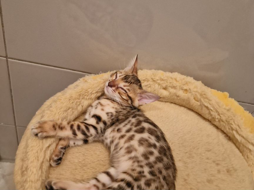 Бенгальские котята