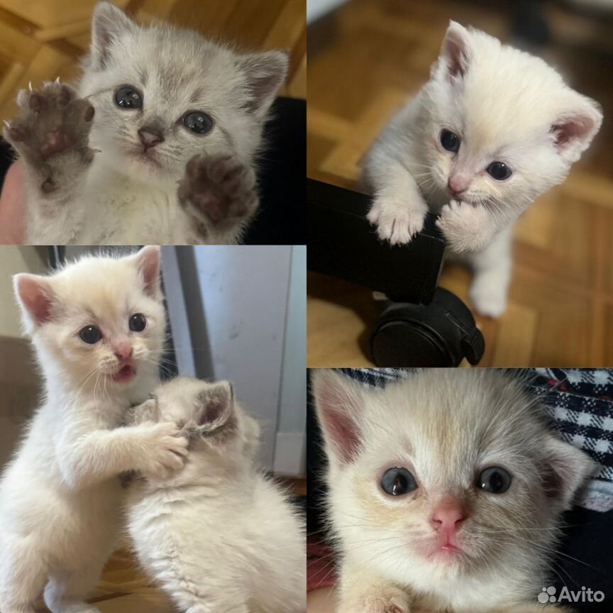 Котята мальчик и девочка отдам в добрые руки