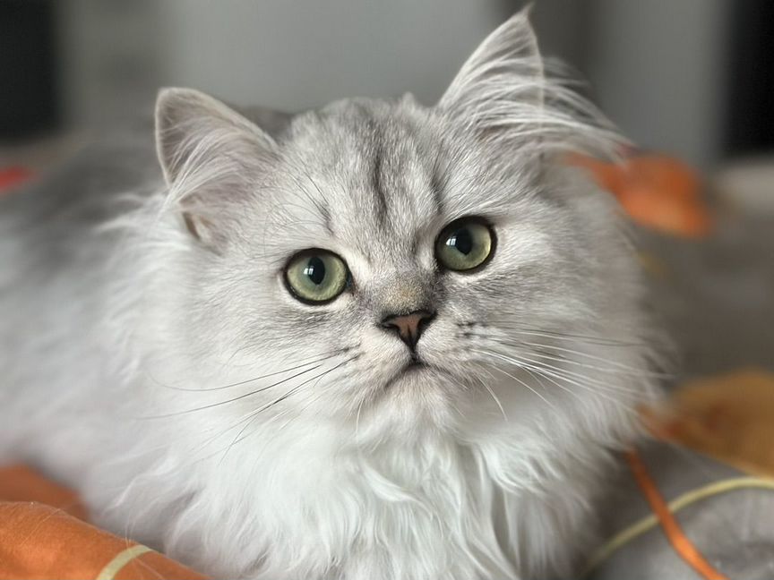 Шотландский котенок