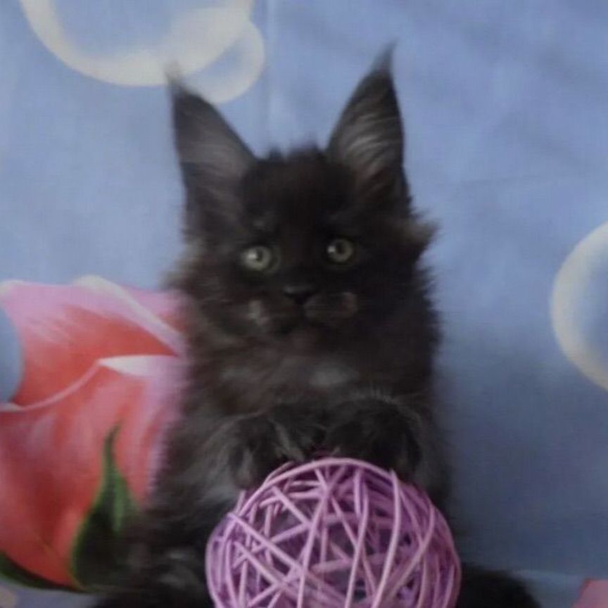 Котята черный дым