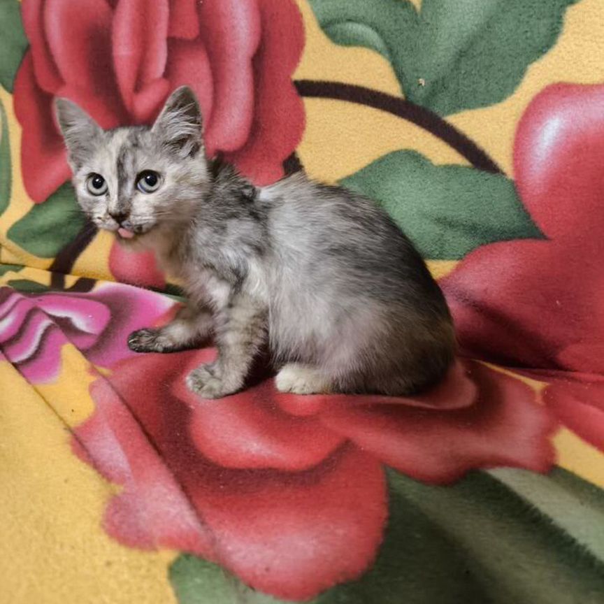 Котенок девочка 1,5мес Манюша очень ласковая