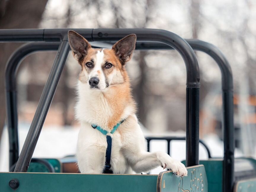 Собака в добрые руки