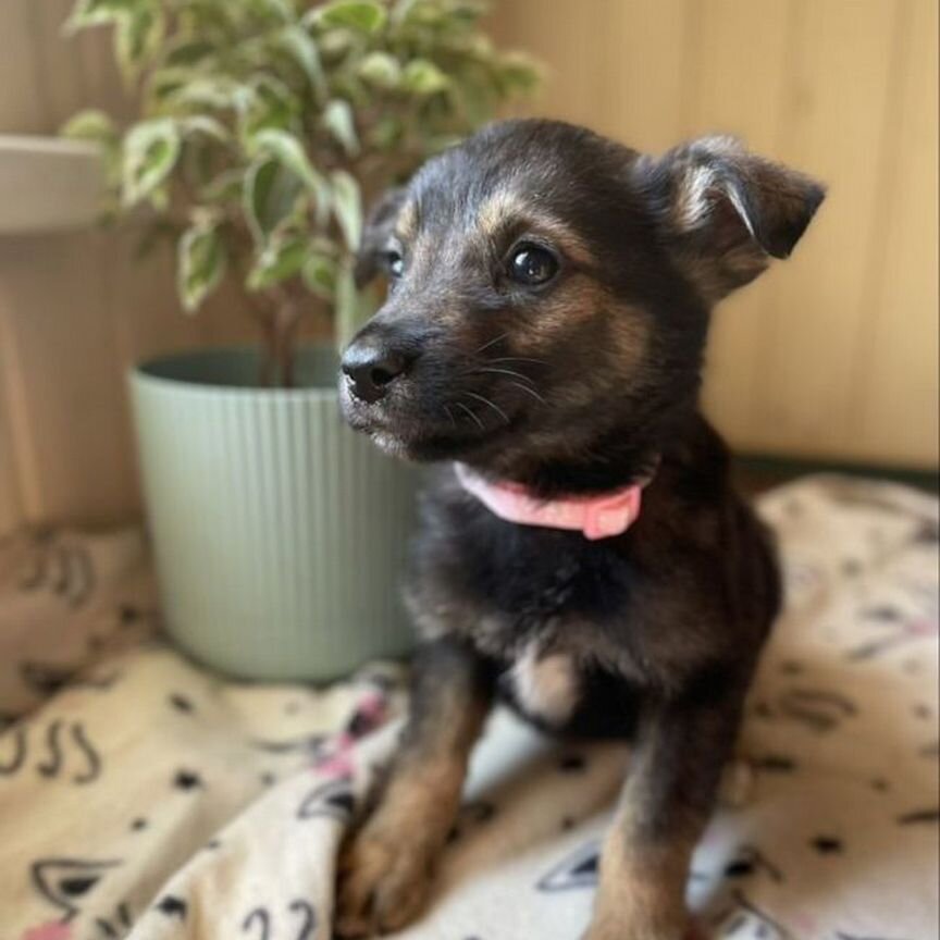 Чудо щенок в добрые руки