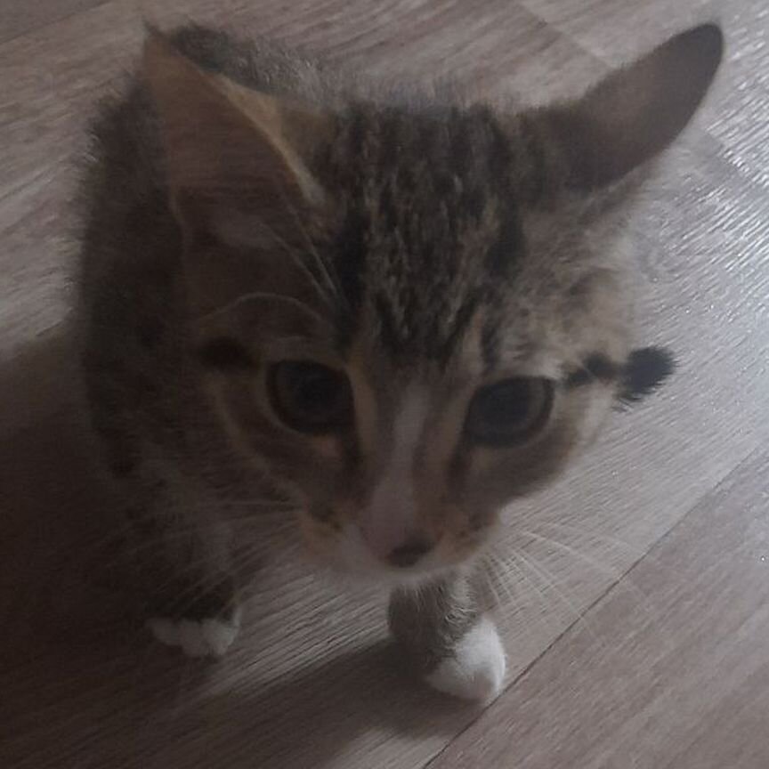 Манчкин котёнок