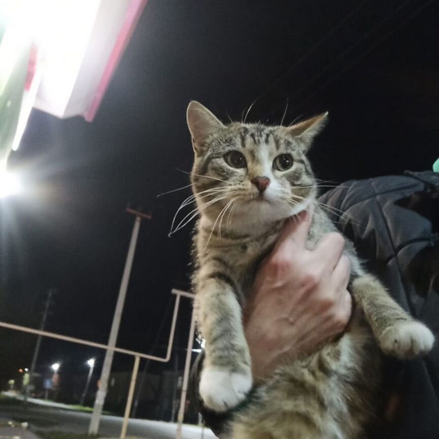 Кисонька ищет дом