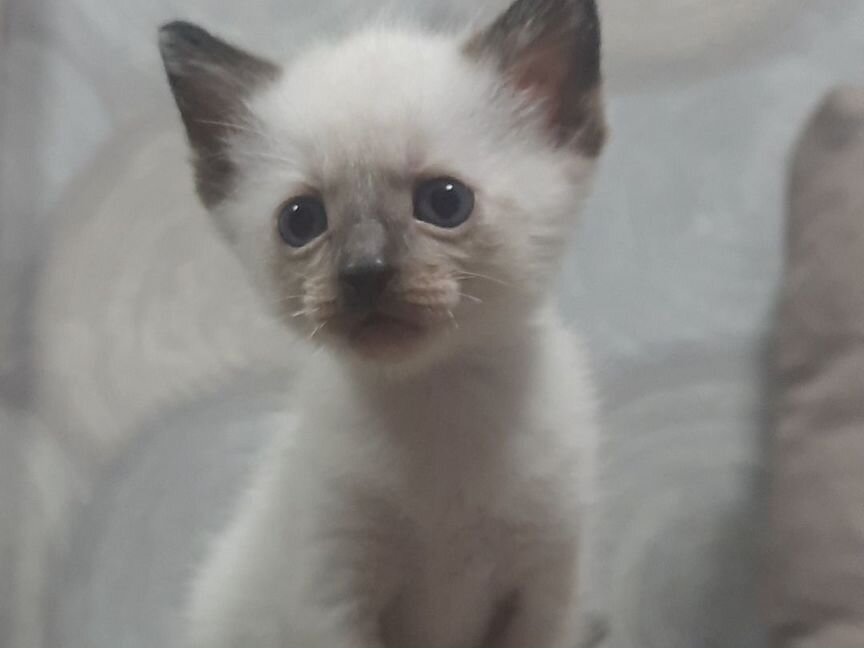 Тайские котята