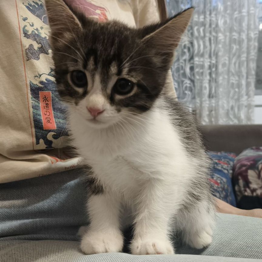 Котенок